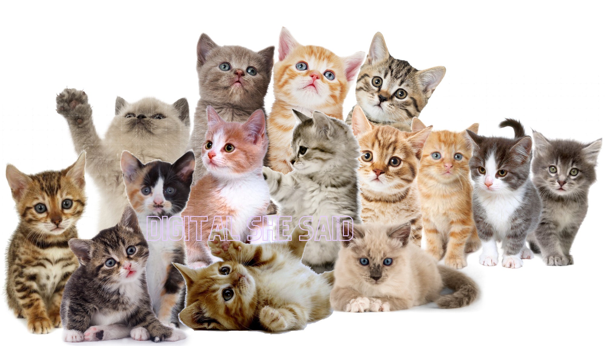 Funny Cat/kitten Collage Pack PNGS Digital Download - Etsy