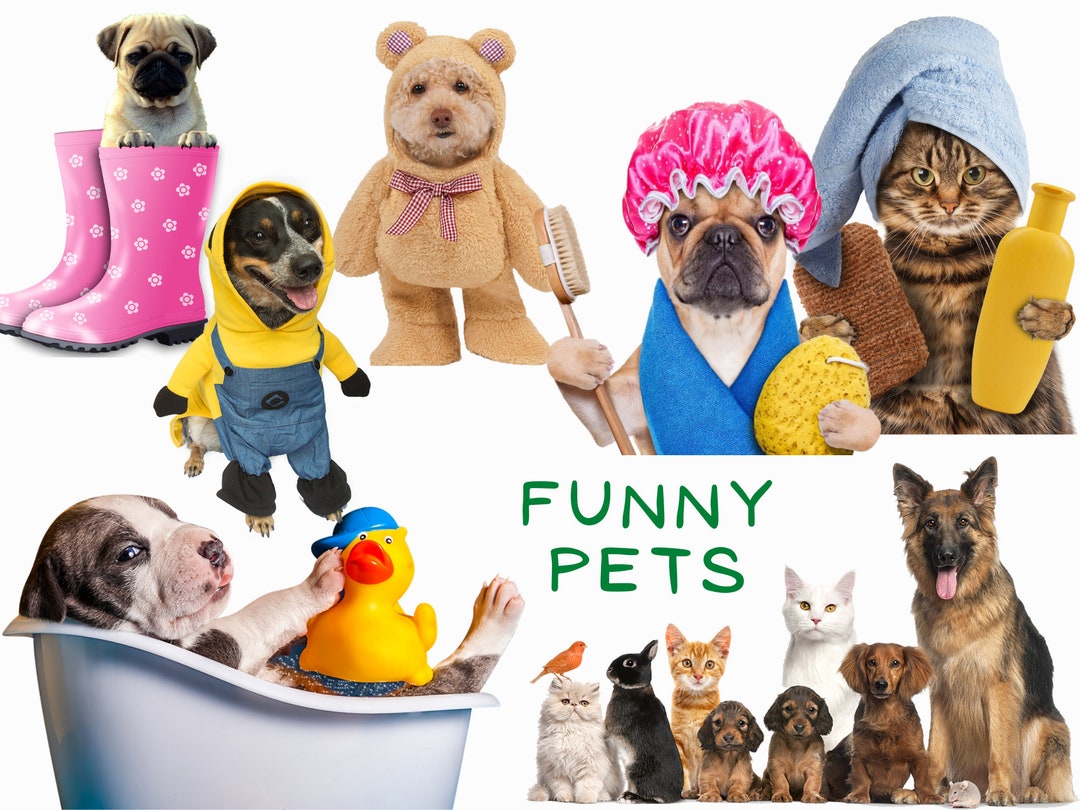Funny Cats and Dogs Clip Art PNG/ Digital Downloads/transparent ...