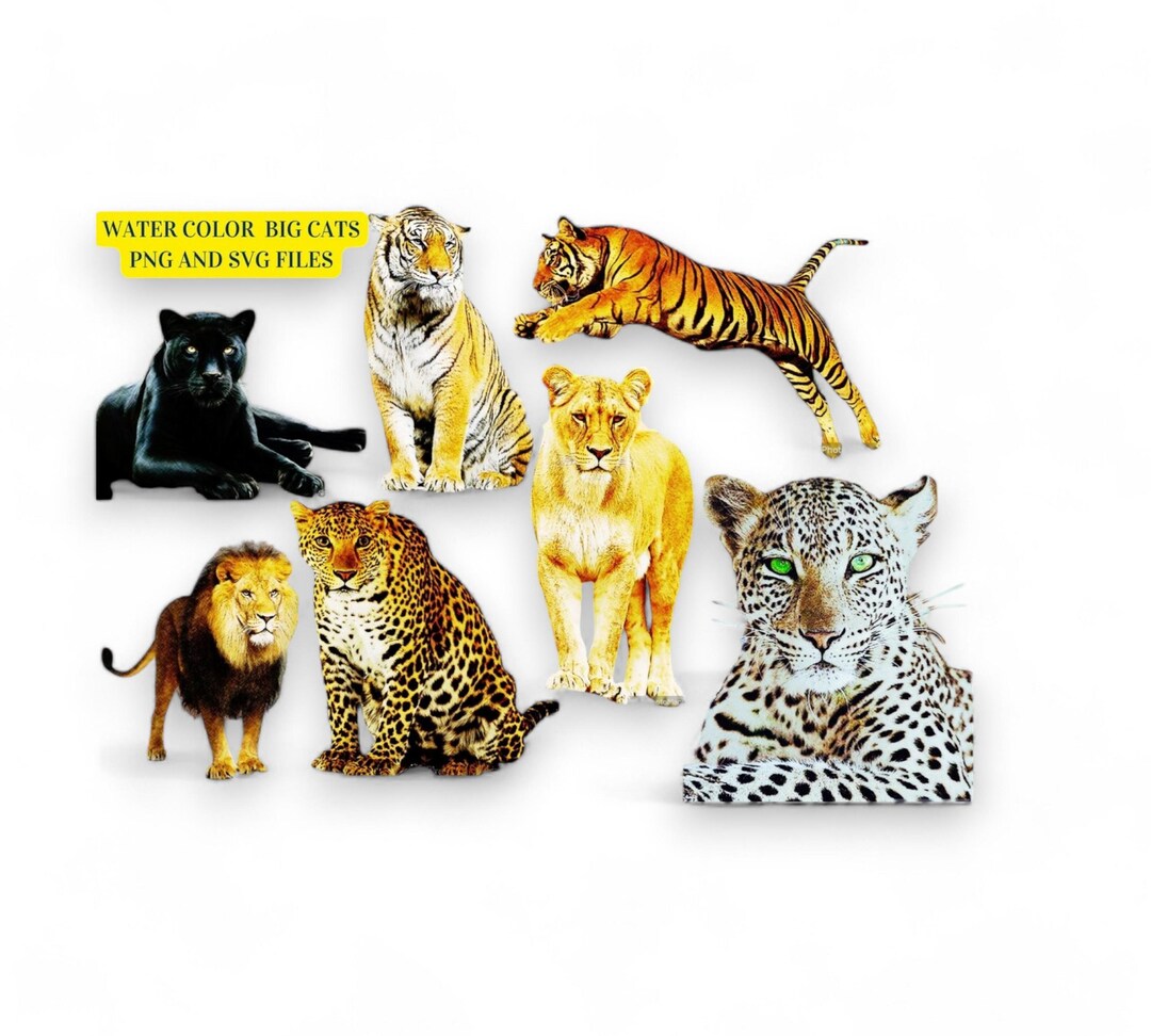 Lion Clip Art, Tiger PNG, Big Cat Bundle, Leopard Clip Art, Digital ...