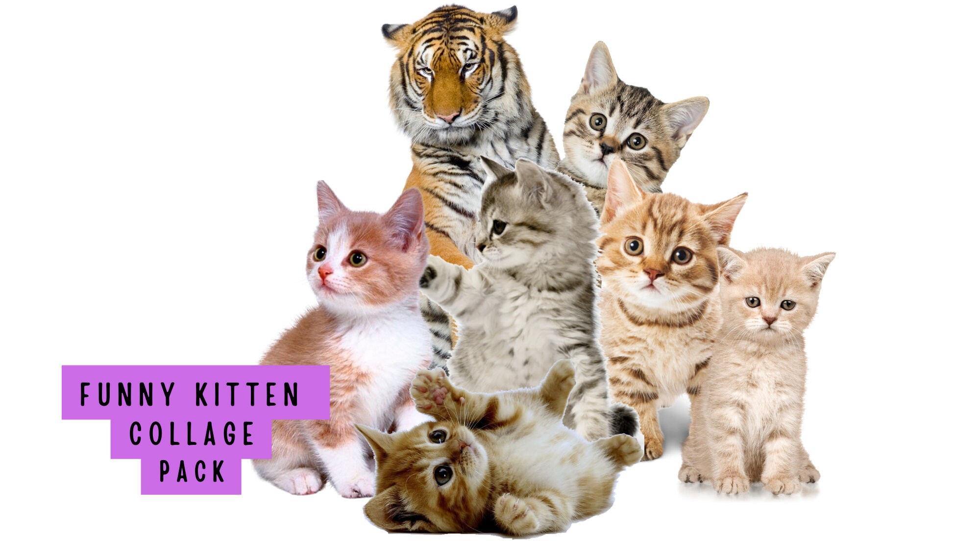 Funny Cat/kitten Collage Pack PNGS Digital Download - Etsy