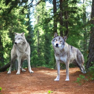 Wolf Pack Clip Art: Transparent PNG Images (commercial Use) - Etsy