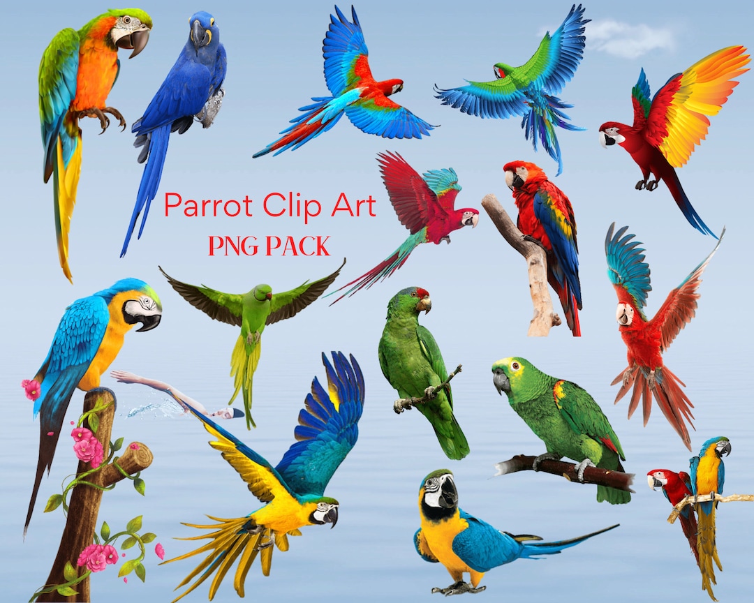 Parrot Clip Art/digital Download Only/parrots PNG Sublimation Design ...