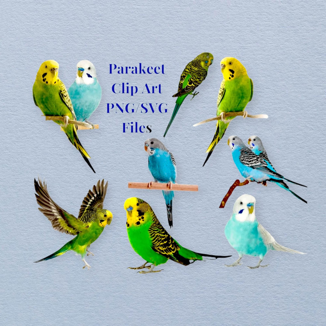 Parakeet Clip Art, Budgie Clip Art, SVG, Parakeet PNG, Pet Birds, Cute ...