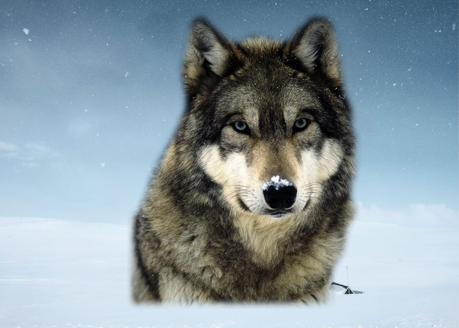 Wolf Pack PNG Digital Download Only/transparent Background Clip Art ...