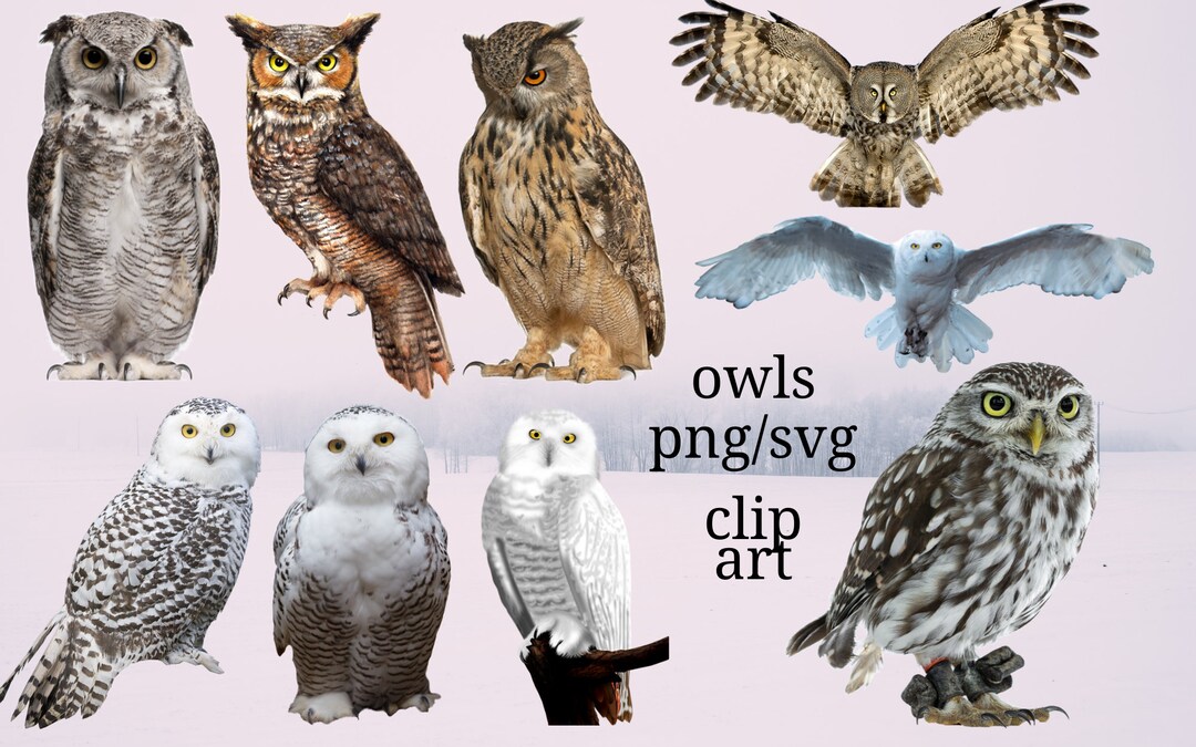 OWLS PNG/SVG Digital Download Only/transparent Background Clip Art ...
