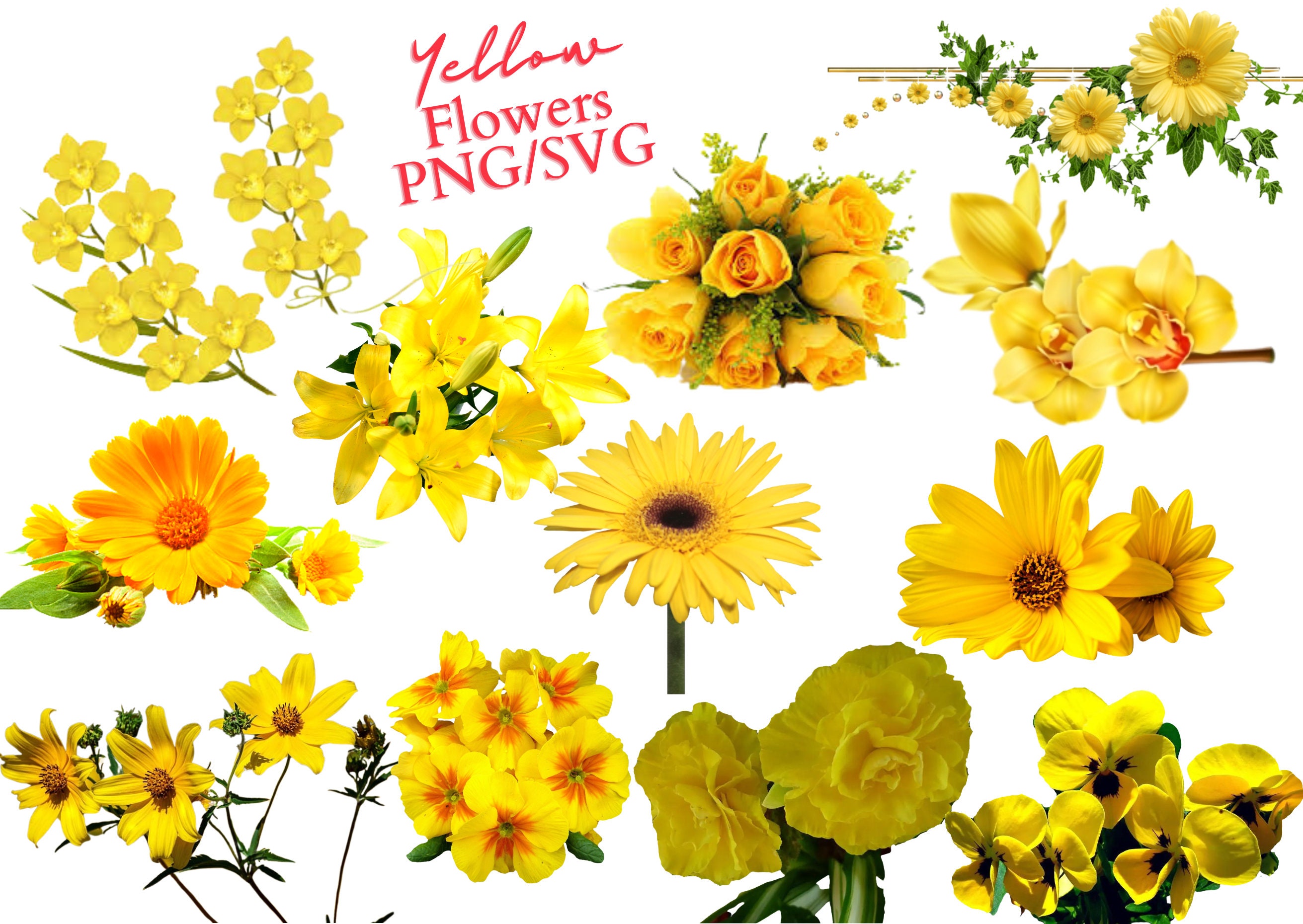 Yellow Flower Images And Names