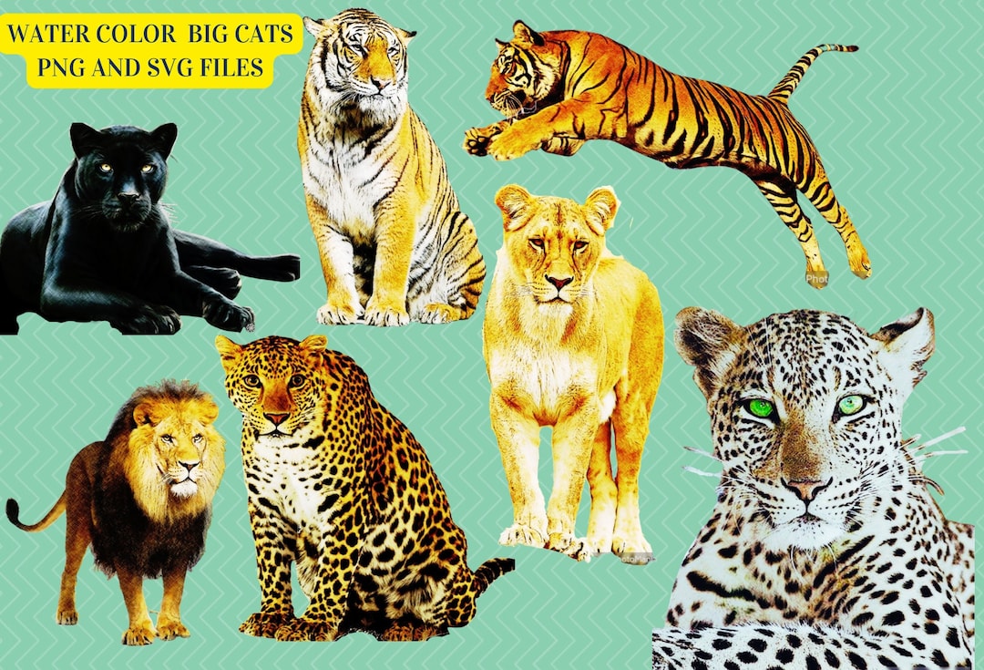 Water Color Big Cat Pack Lion Tiger Leopard PNG/SVG Digital Download ...