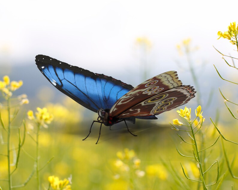 Blue Butterfly Pack PNG/ Beautiful Blue Butterflies PNGS - Etsy