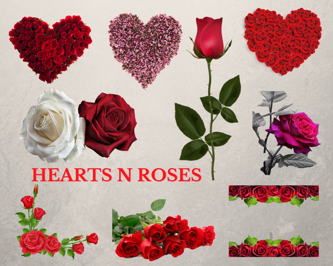 Weddings Valentines Day Red Roses Pack Png/beautiful Heart Roses PNGS ...