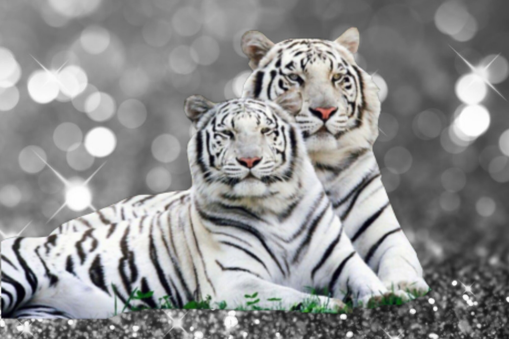 Big Cat Pack Lion Tiger PNG Digital Download Only/transparent - Etsy