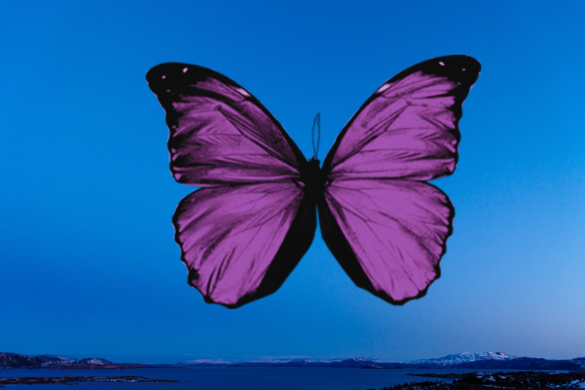 Real Purple Butterflies
