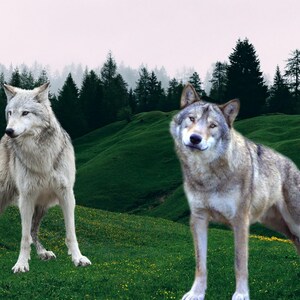 Wolf Pack Clip Art: Transparent PNG Images (commercial Use) - Etsy
