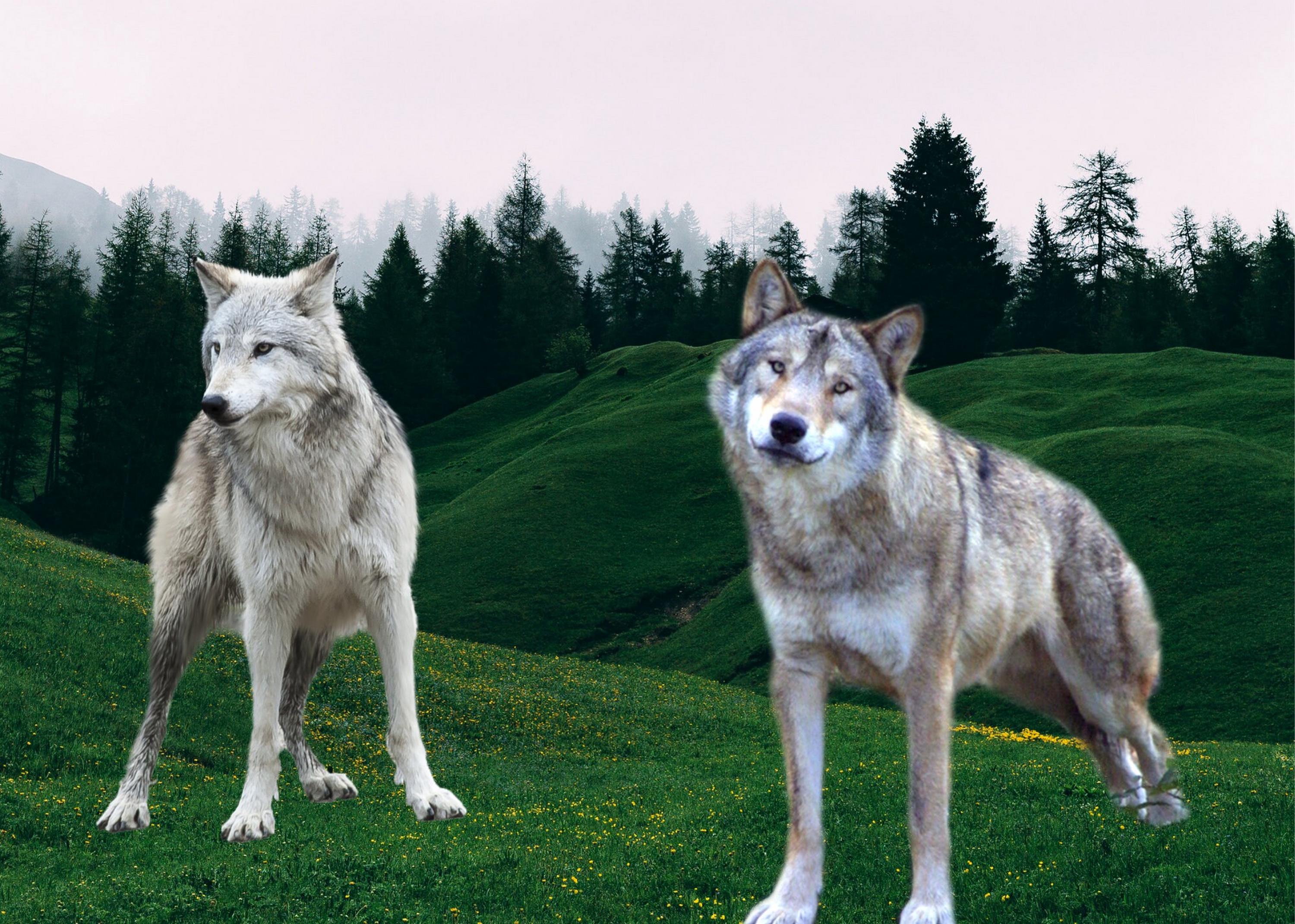 Wolf Pack Clip Art: Transparent PNG Images (commercial Use) - Etsy