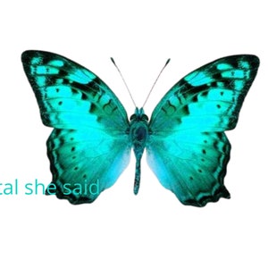 Teal Butterfly Pack PNG/SVG Beautiful Teal Butterflies PNGS Digital ...