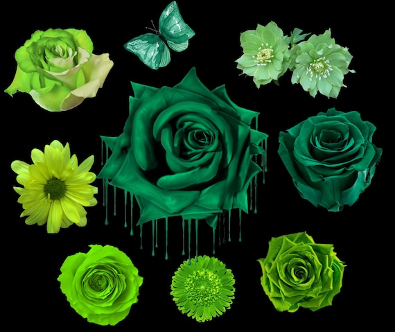 Beautiful Green Roses