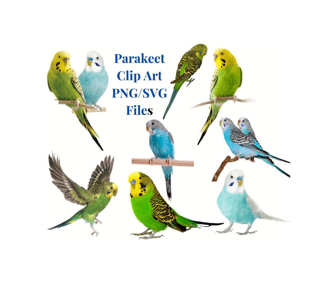 Parakeet Clip Art, Budgie Clip Art, SVG, Parakeet PNG, Pet Birds, Cute ...