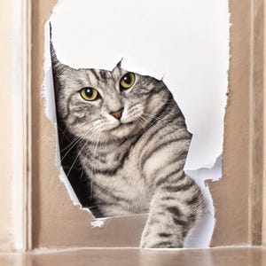 Funny Cat Through Wall PNG: 3D Clip Art (digital Download) - Etsy
