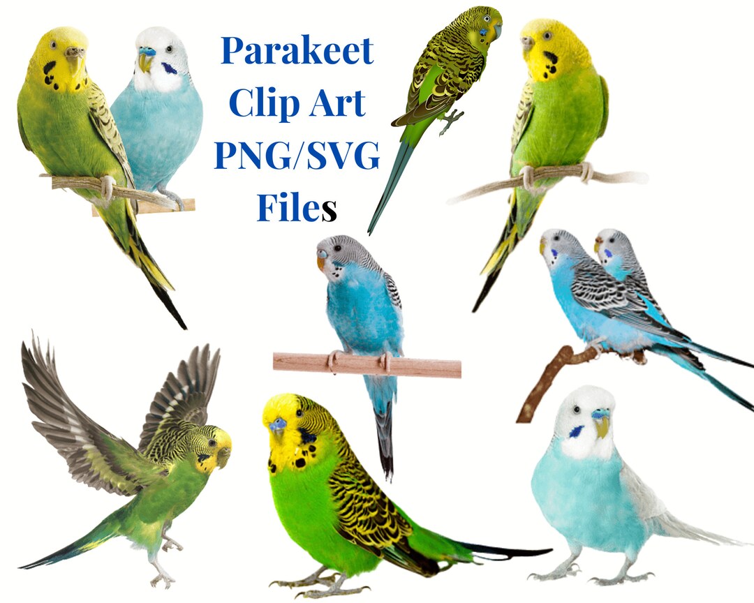 Parakeet Clip Art/digital Download Only/ Parrot Svgs/parrots PNG ...