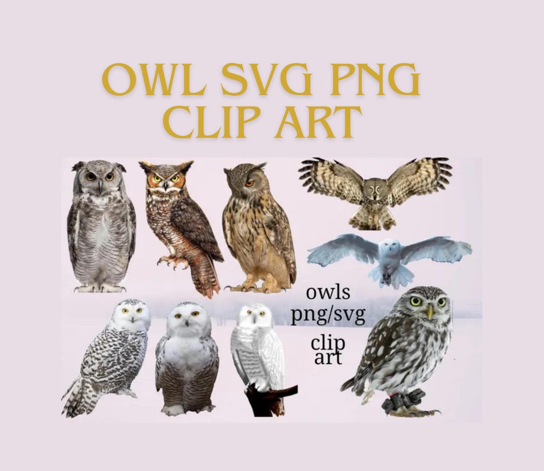 Cute Owl Clipart, Owl Vector, Owl Design, Owl SVG, Owl PNG, Bird Clip ...