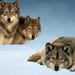 Wolf Pack Clip Art: Transparent PNG Images (commercial Use) - Etsy