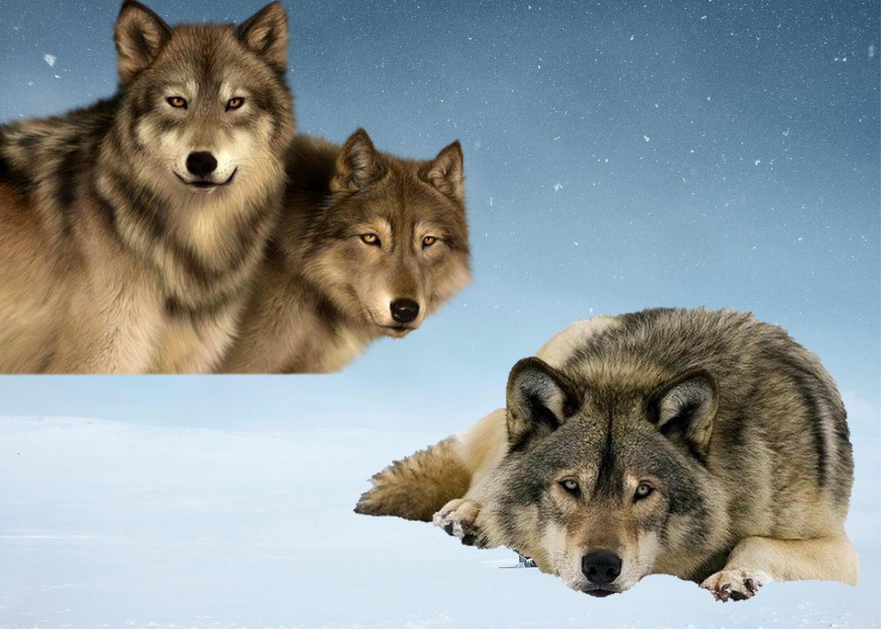 Wolf Pack Clip Art: Transparent PNG Images (commercial Use) - Etsy