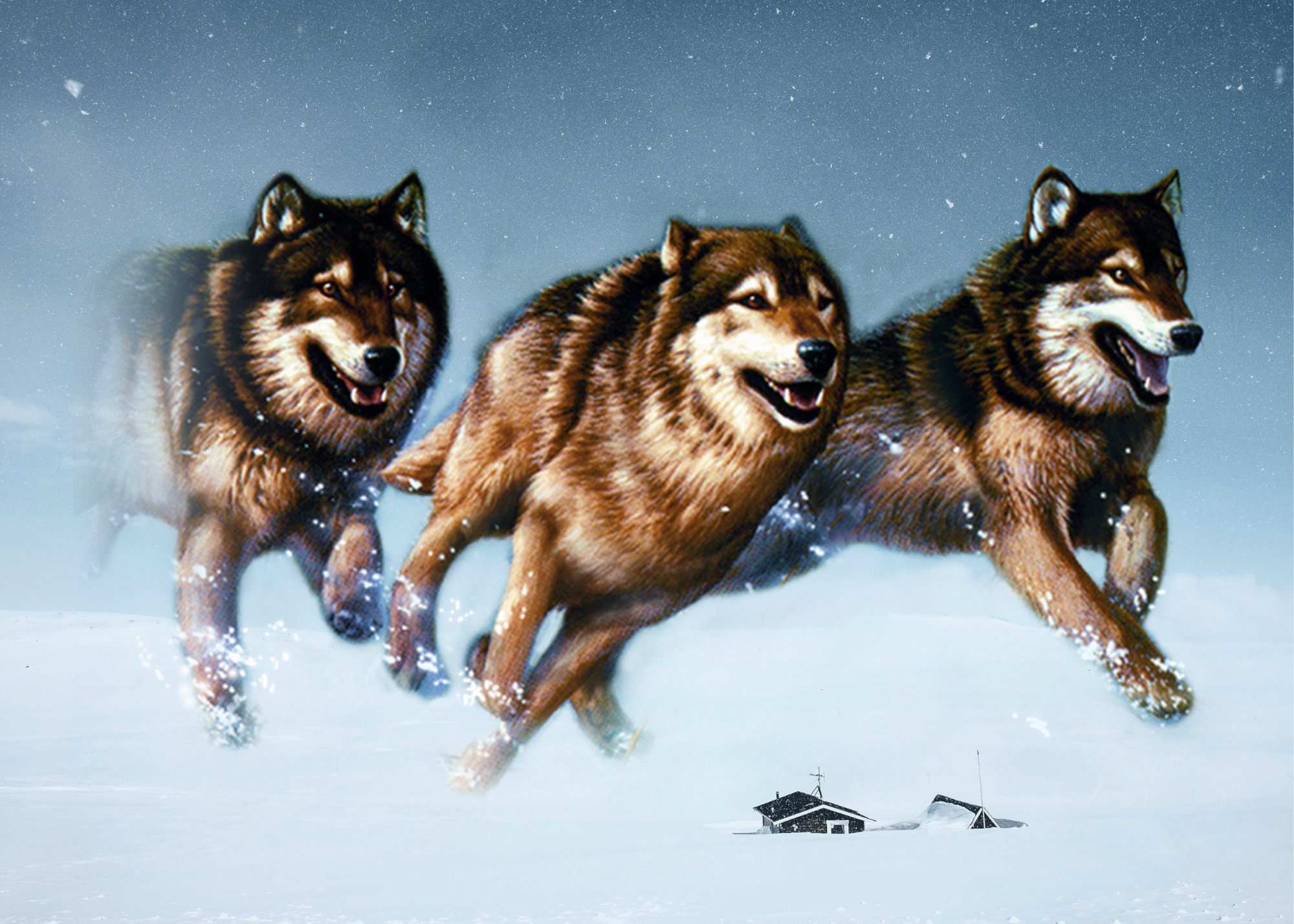 Wolf Pack Running Wallpaper