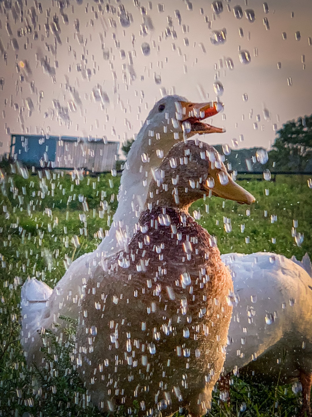 Ducks in the Rain - Etsy