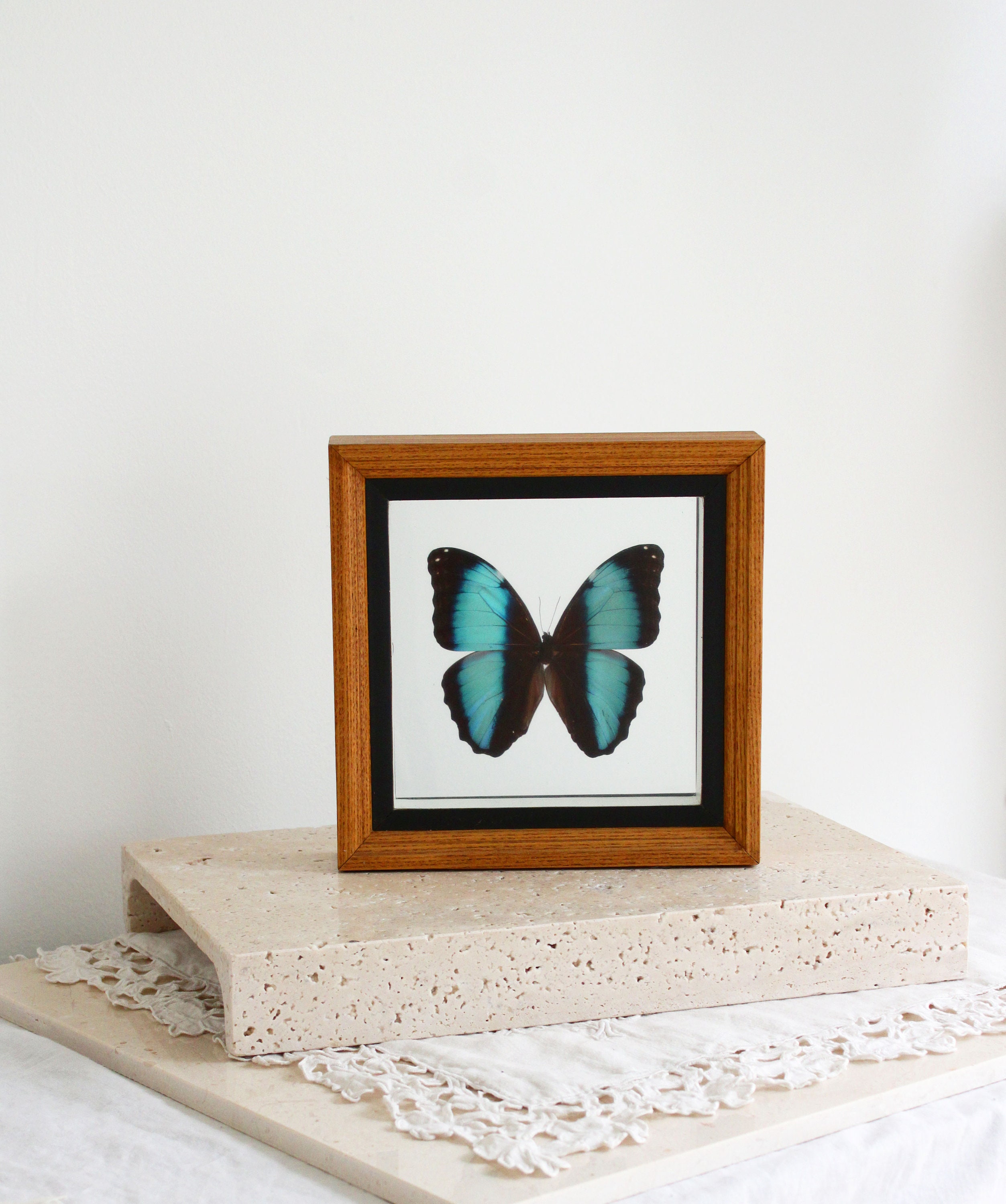 Vintage Butterfly Taxidermy Insect Mount Morpho Deidamia in Oak Frame ...