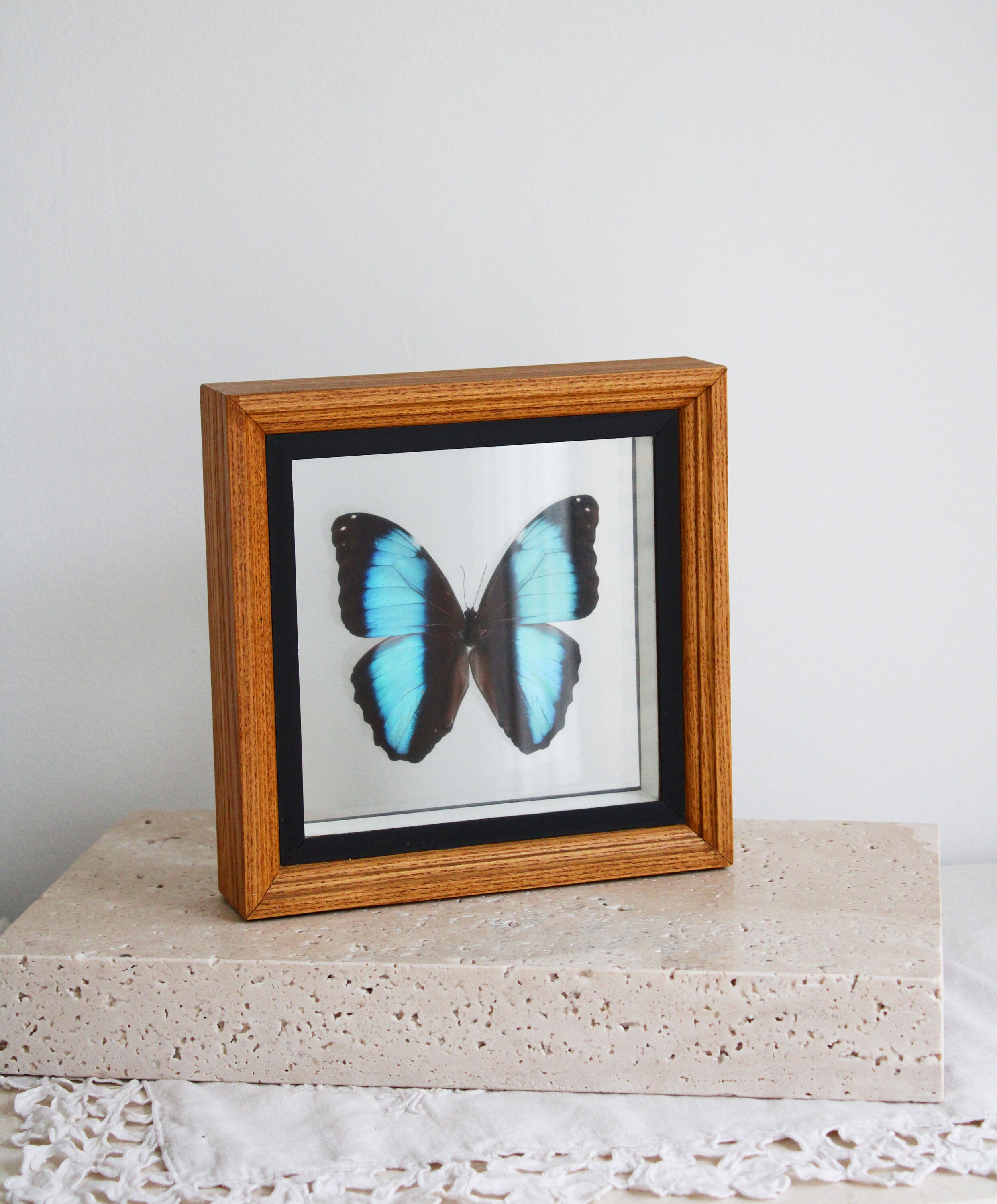 Vintage Butterfly Taxidermy Insect Mount Morpho Deidamia in Oak Frame ...