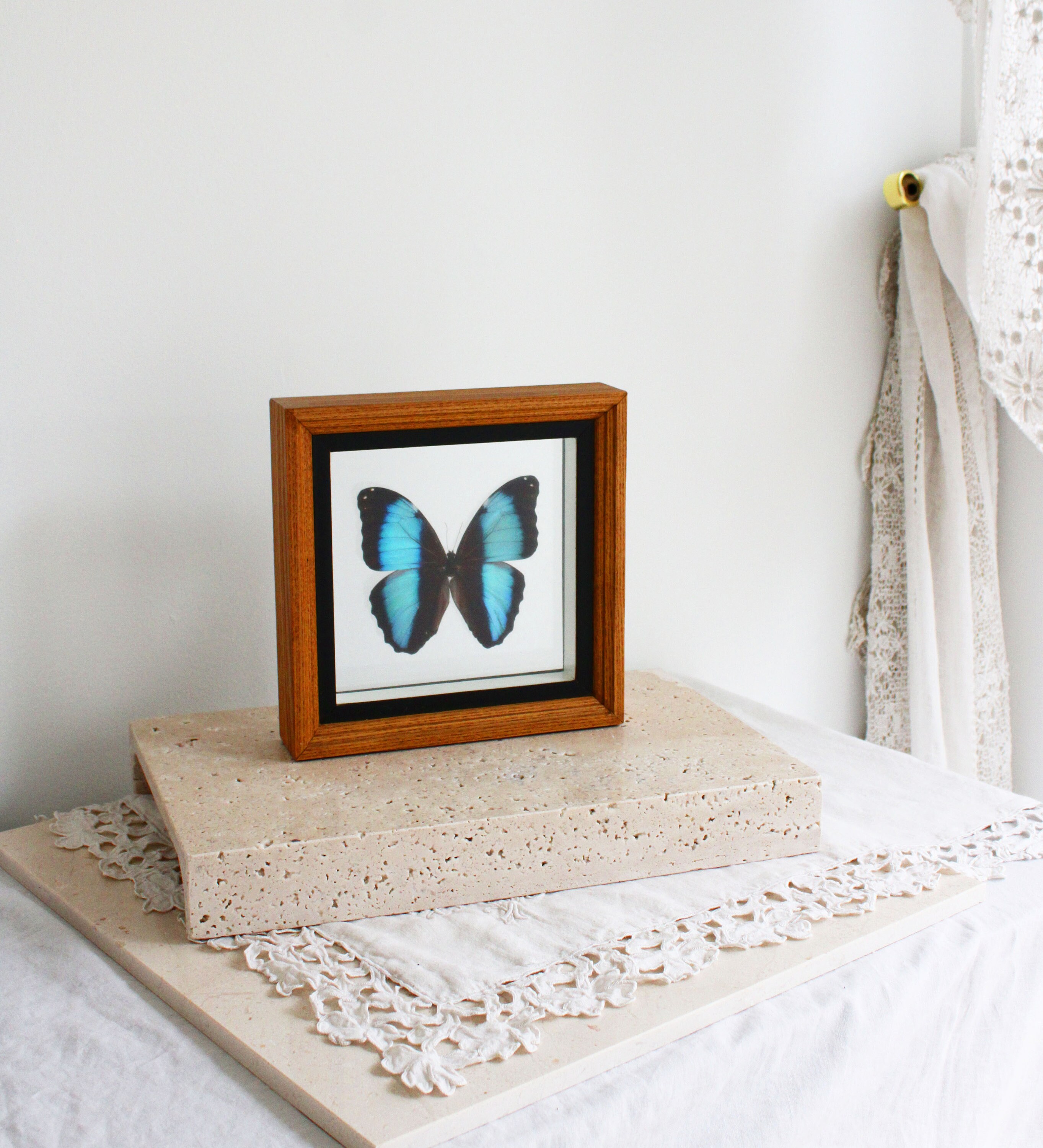 Vintage Butterfly Taxidermy Insect Mount Morpho Deidamia in Oak Frame ...