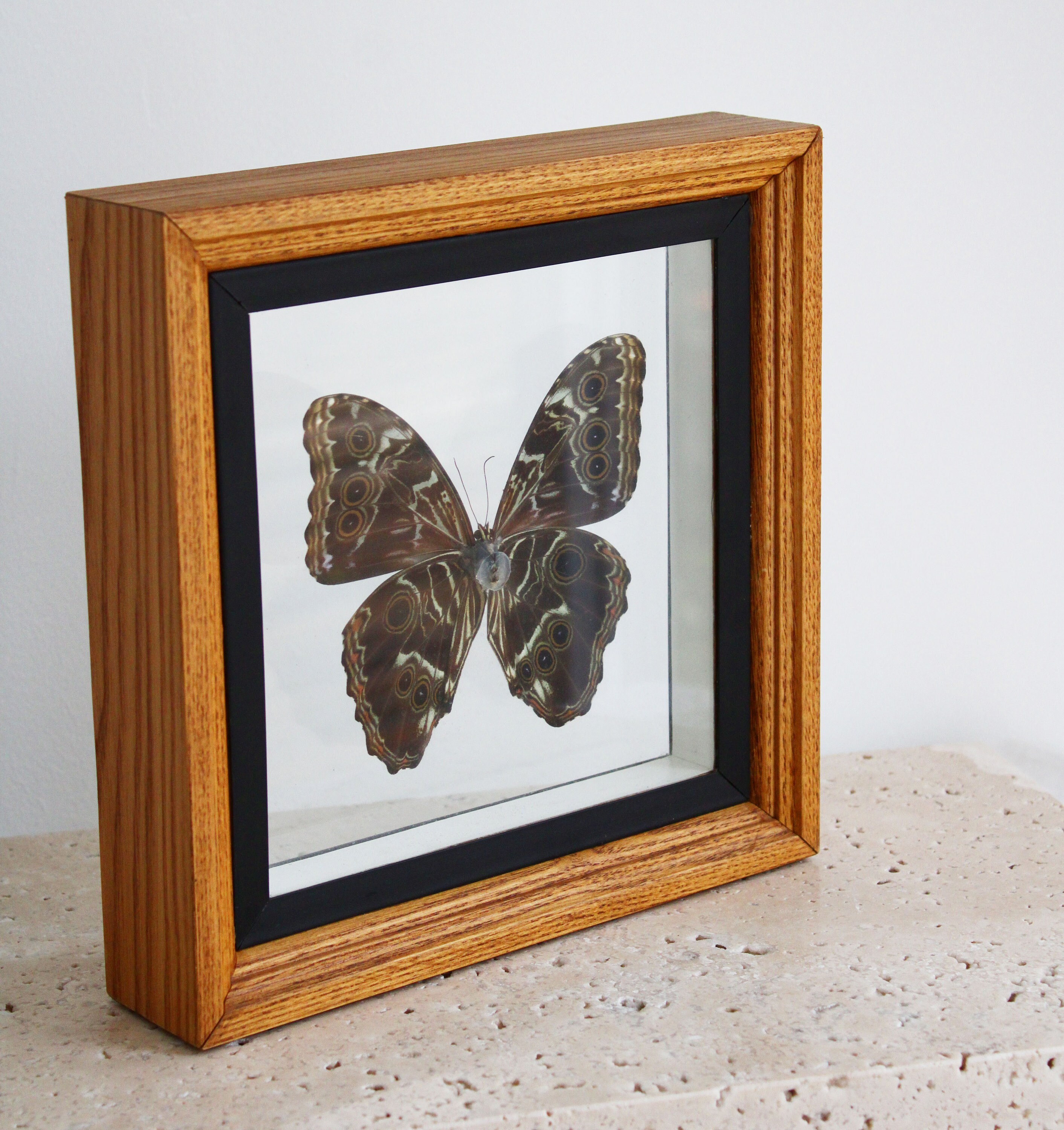Vintage Butterfly Taxidermy Insect Mount Morpho Deidamia in Oak Frame ...
