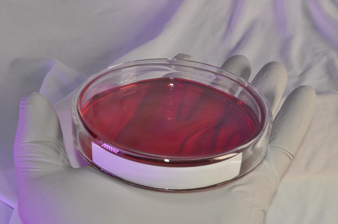 The Thing Blood Test Petri Dish Glass - Etsy