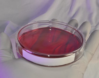 THE THING 1982 Petri Dish Blood Test Prop Replica - Etsy
