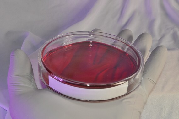 The Thing Blood Test Petri Dish Glass - Etsy