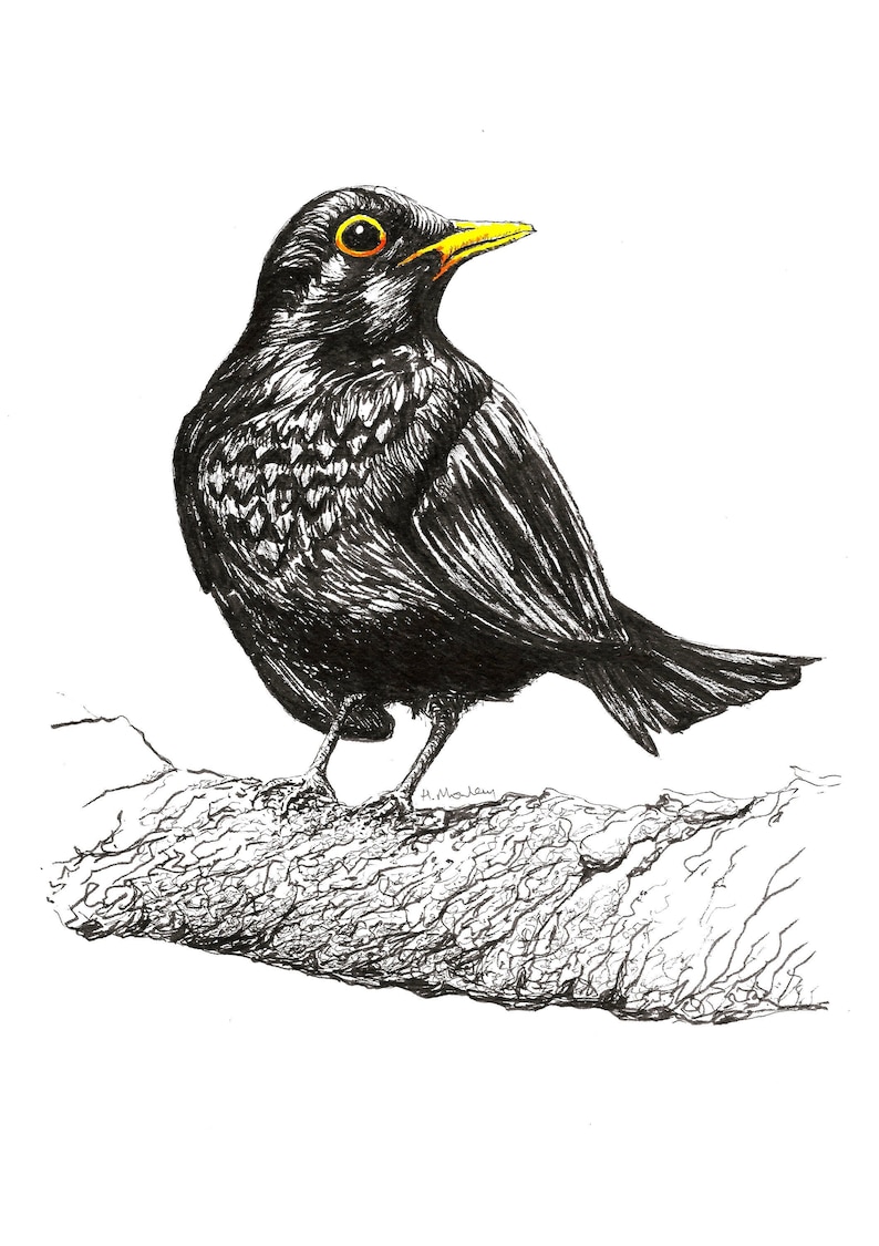 Beautiful Blackbird Limited Edition A4 Print - Etsy