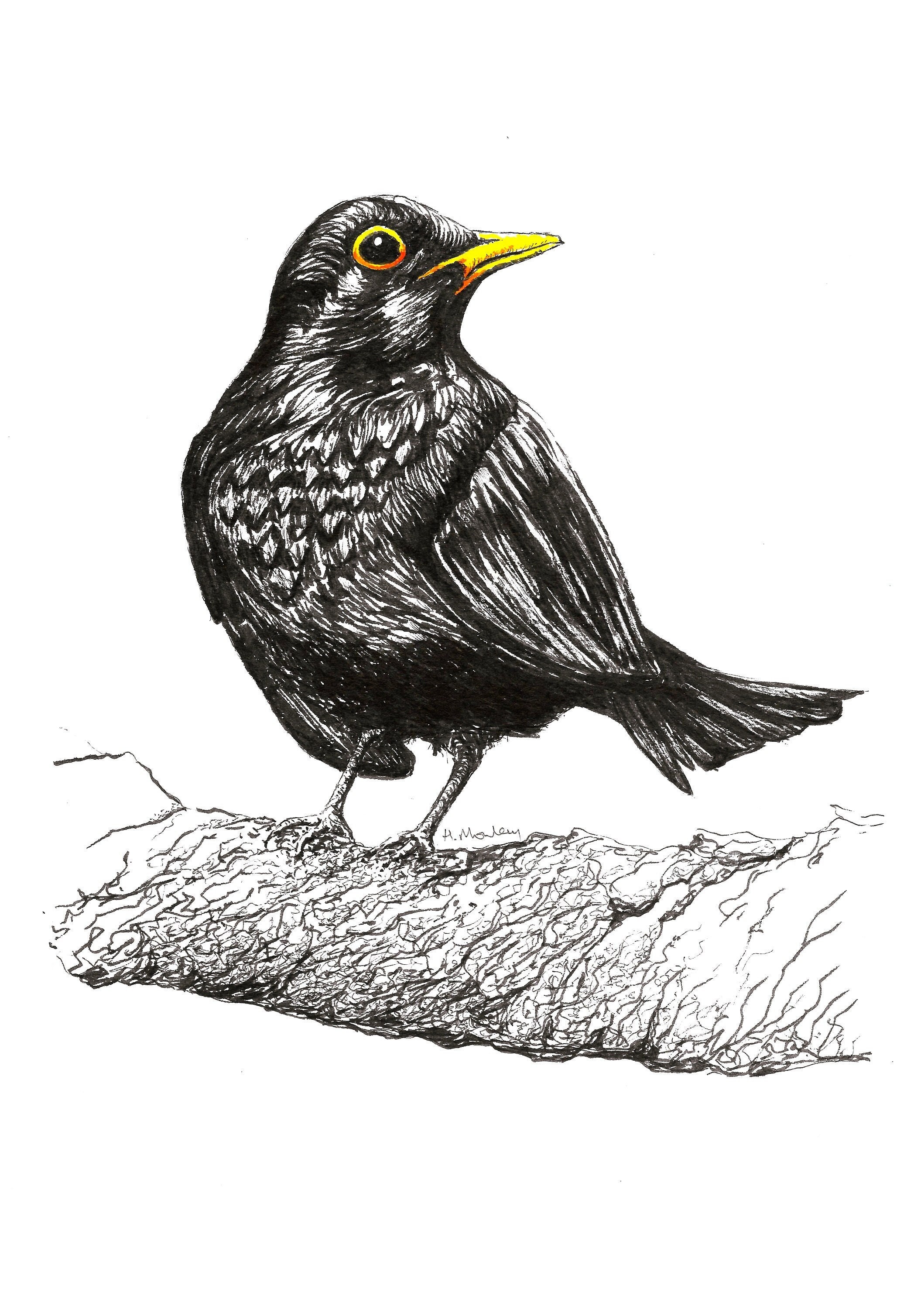Beautiful Blackbird Limited Edition A4 Print - Etsy