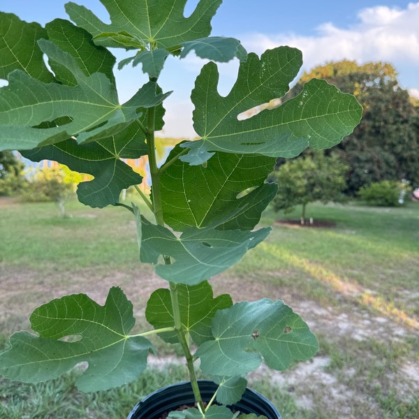 Smith Fig Tree - Etsy