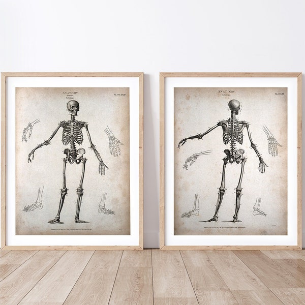 Skeleton Diagram - Etsy