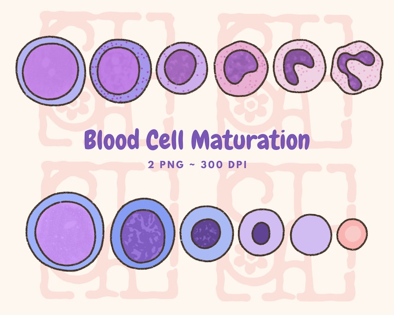 Blood Cell Maturation Clip Art Digital Download, Hematology, Medical ...