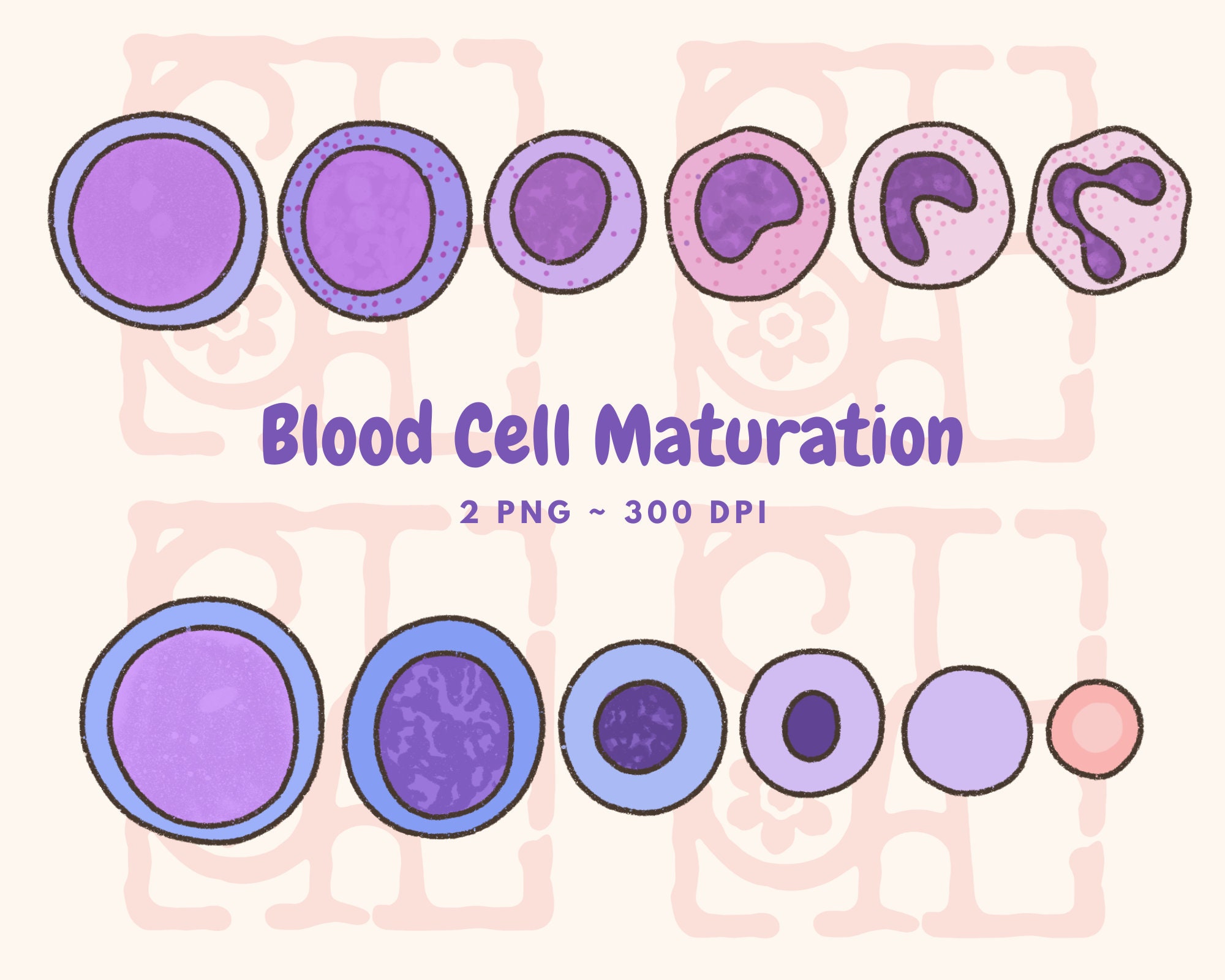 Blood Cell Maturation Clip Art Digital Download, Hematology, Medical ...