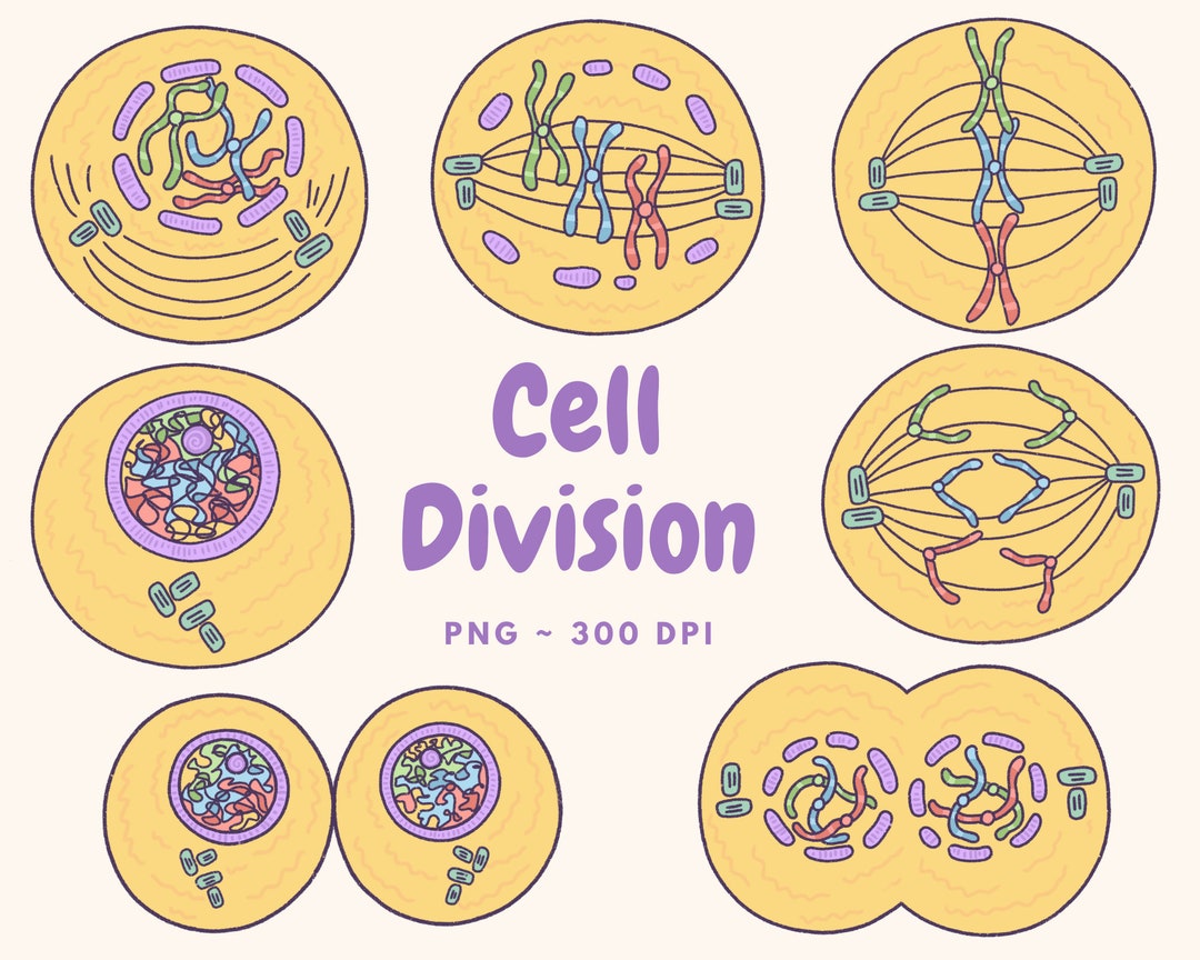 Cell Division Mitosis Clip Art Digital Download, Cute Biology Clip Art ...
