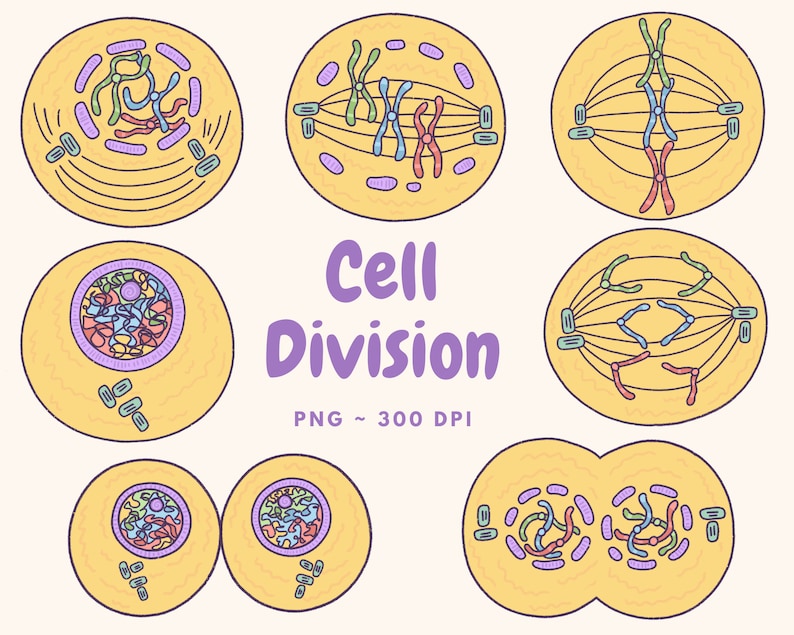 Cell Division Mitosis Clip Art Digital Download, Cute Biology Clip Art ...