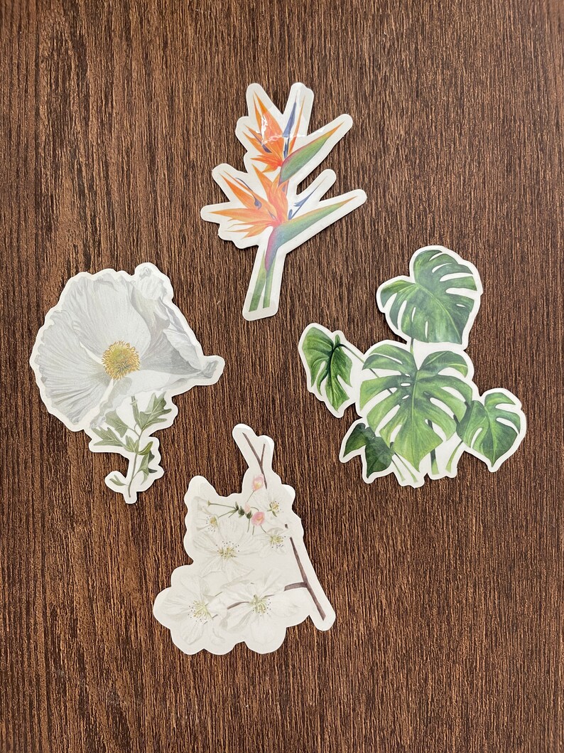 Matilija Poppy Watercolor Sticker - Etsy