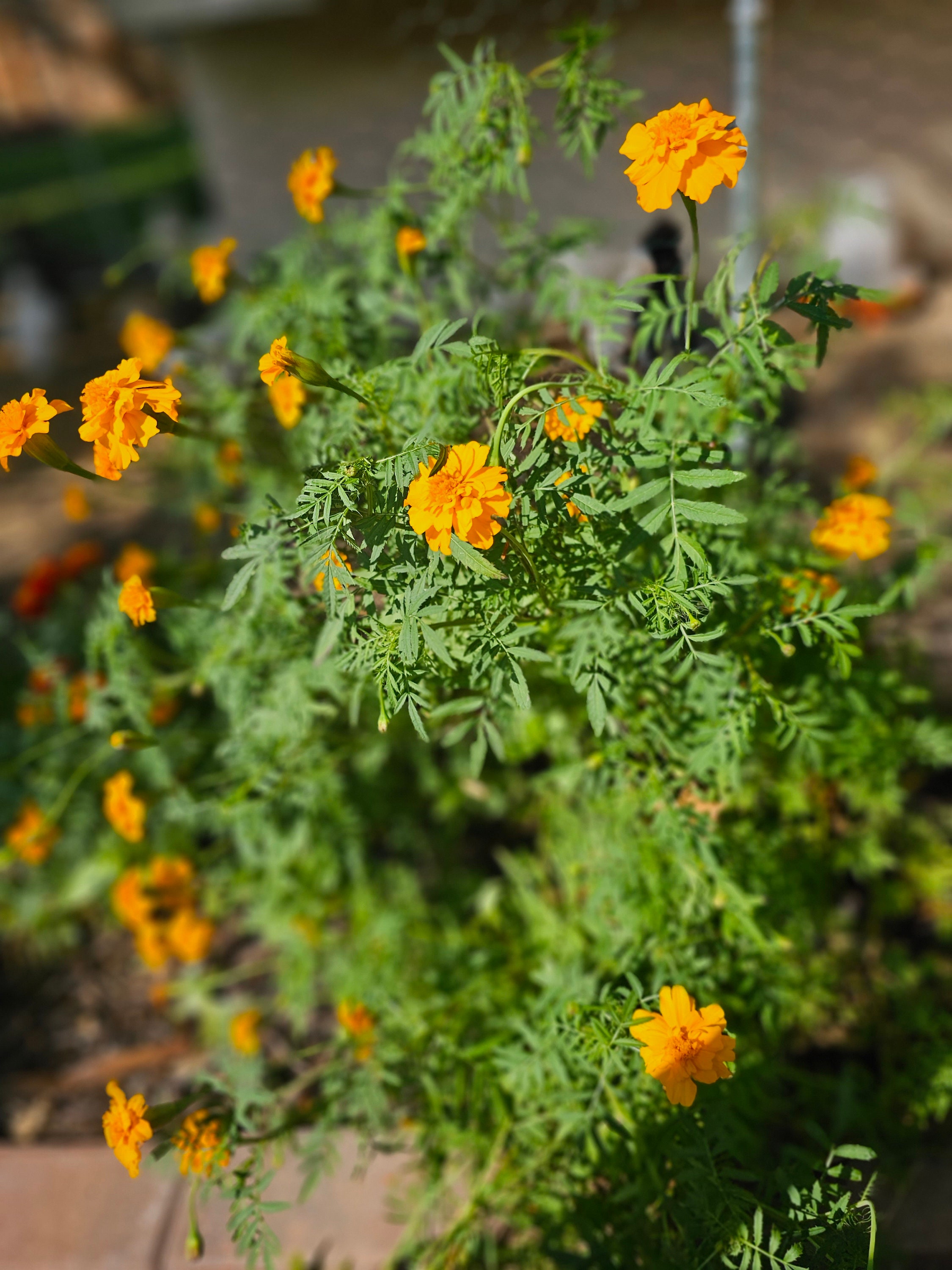 Marigold Seeds - 250 Seeds - Etsy