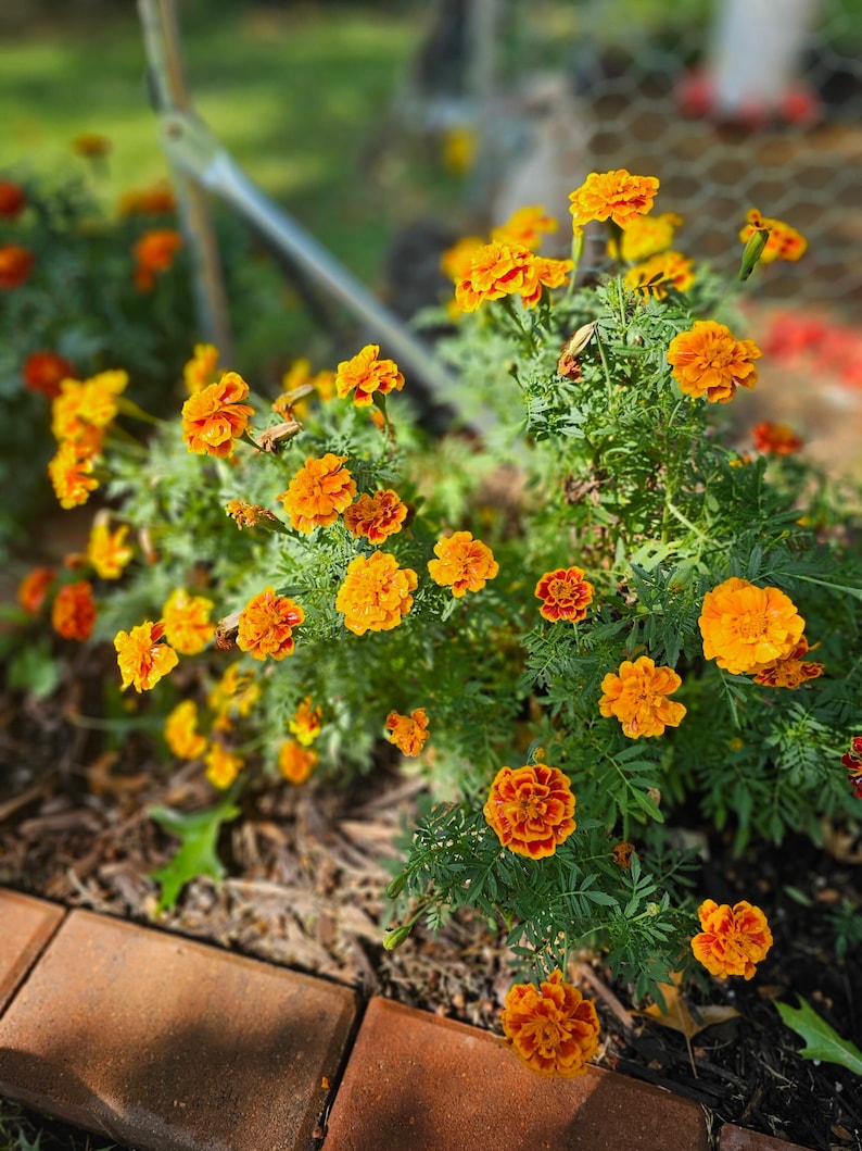 Marigold Seeds - 250 Seeds - Etsy