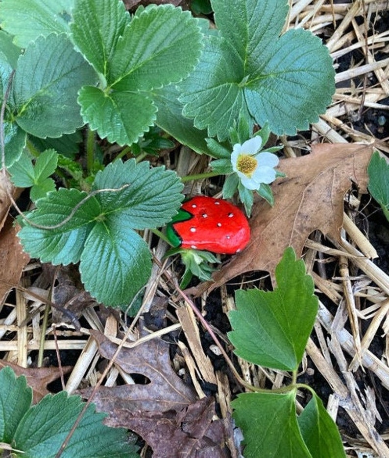 TOP SELLER - Bulk Strawberry Patch Painted Rocks Bird Deterrent ...