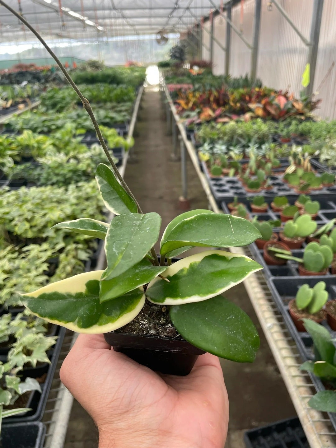 Hoya Carnosa Tricolor 3 4 6 Pot Variegated Hanging Vining Live House ...