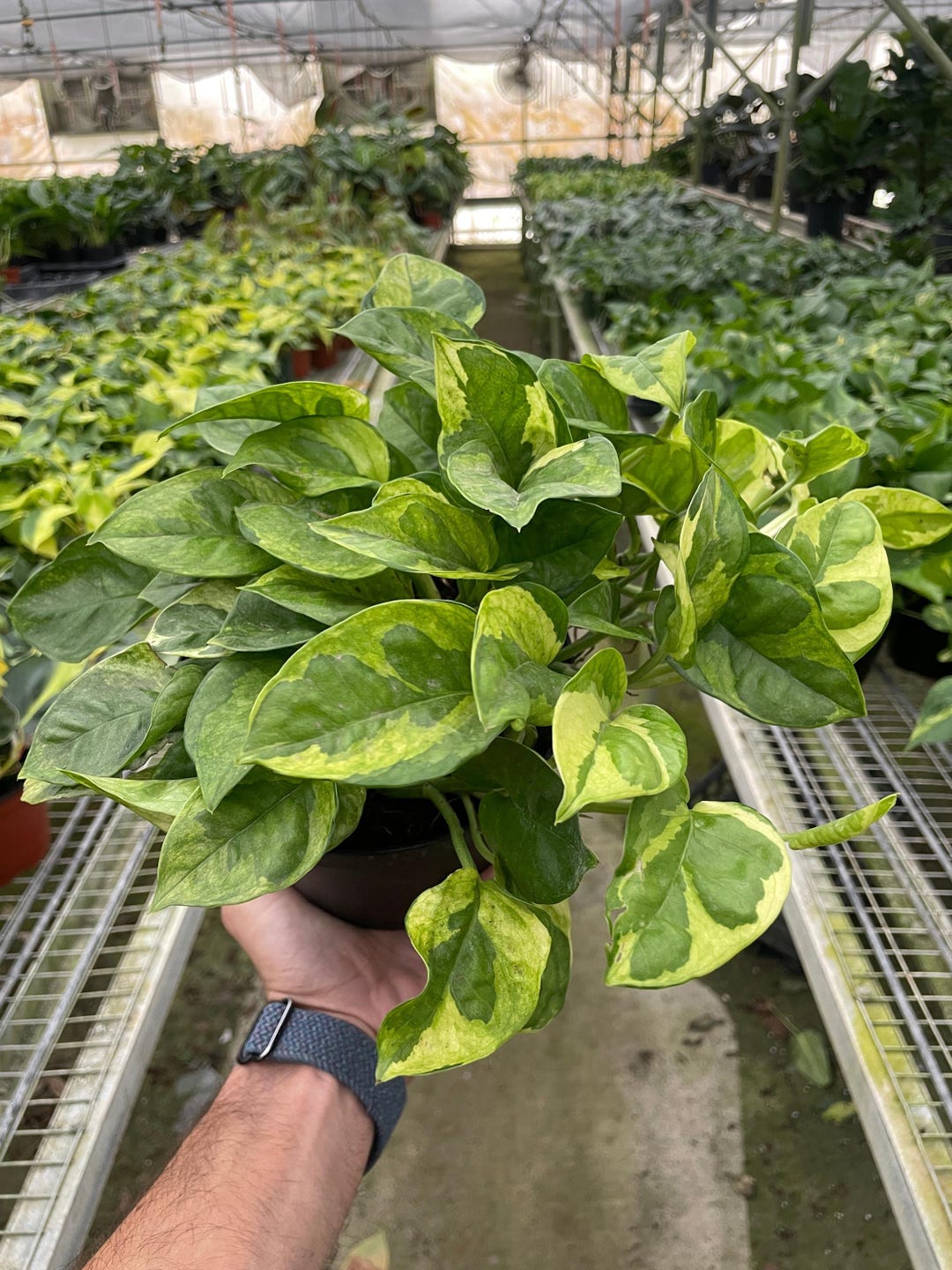 Lemon Meringue Pothos Plant Live Pothos Rare House Plant Hanging Indoor ...