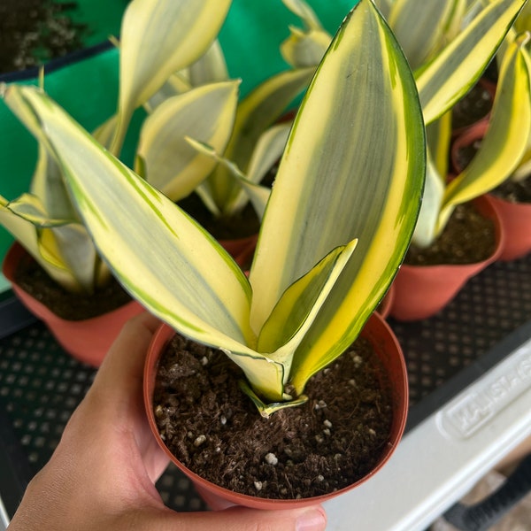 Snake Plant Rare - Etsy