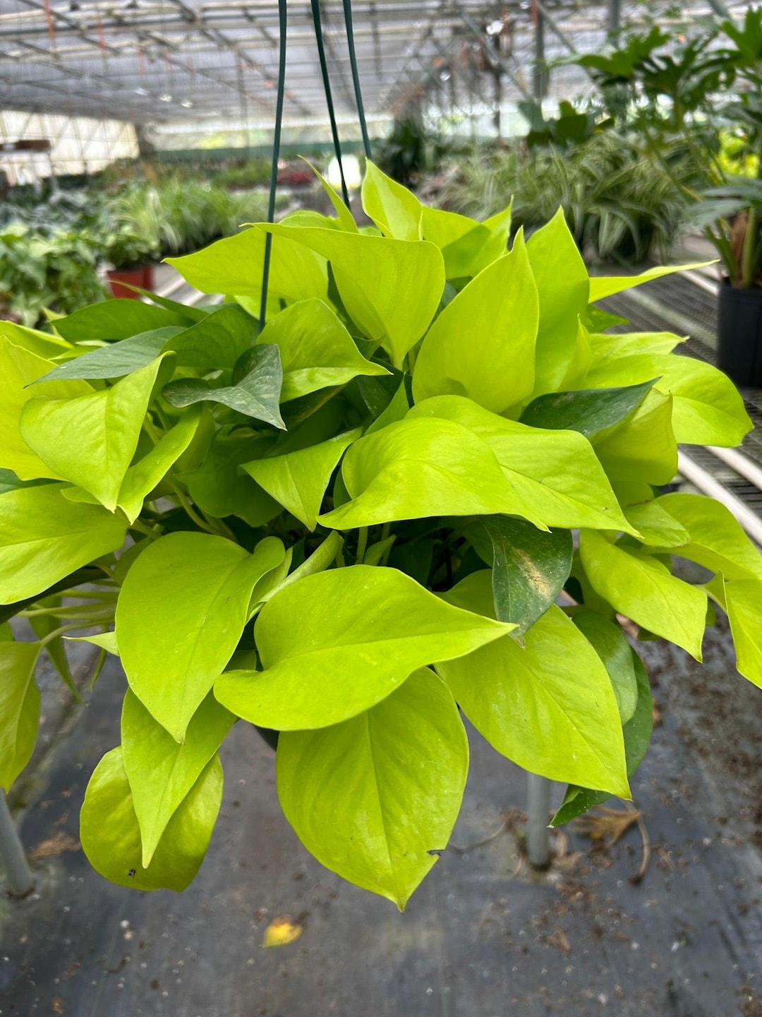 Neon Pothos Plant Live Pothos Rare House Plant Hanging Indoor Plant ...